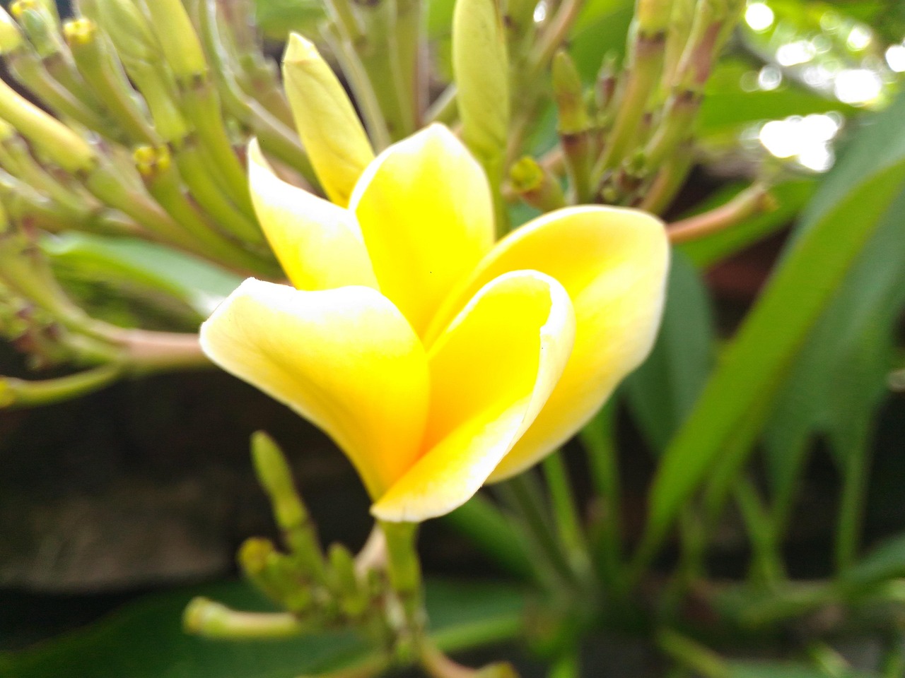 Japón Flor Bali - Foto gratis en Pixabay - Pixabay