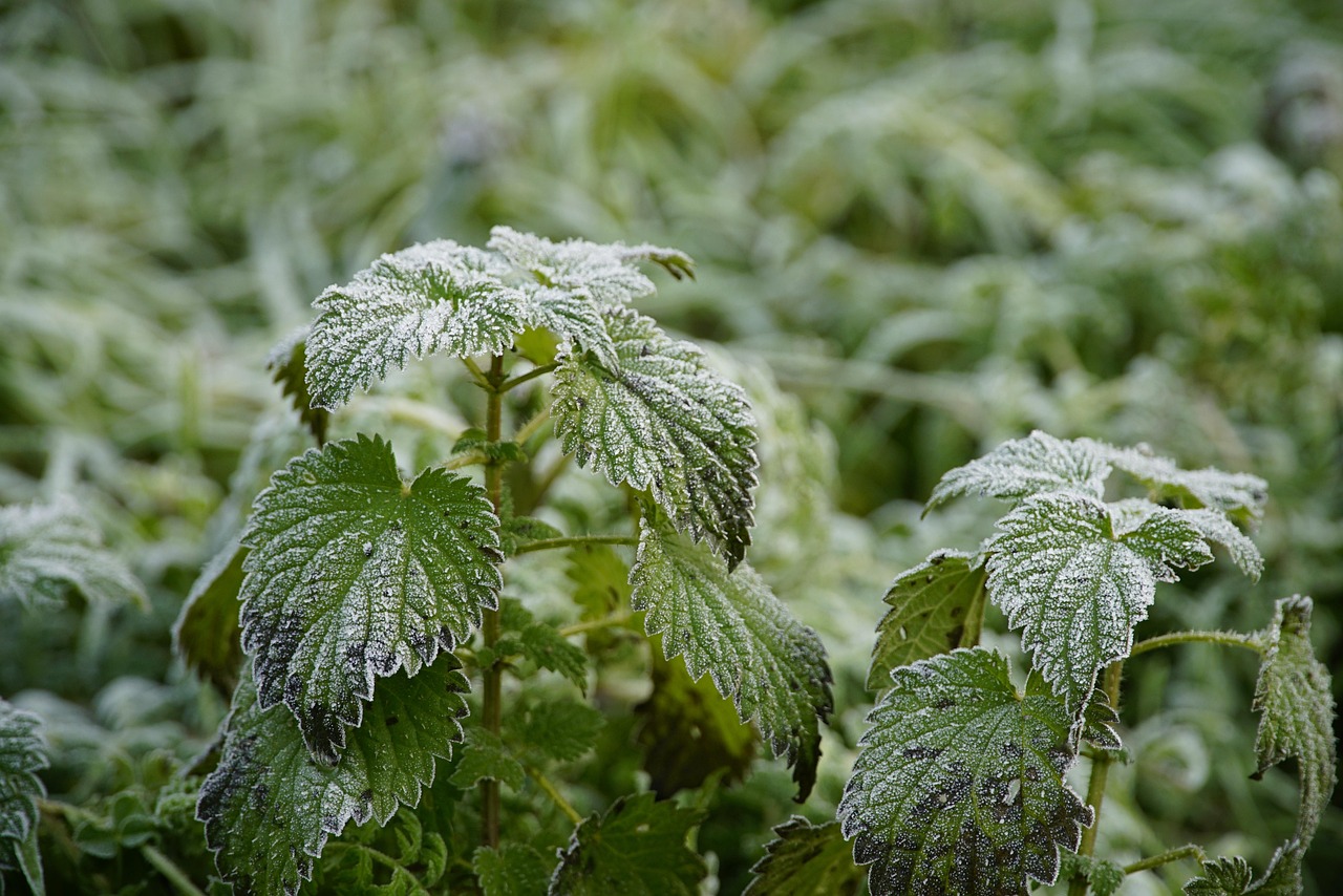 Urtica Ortiga Planta - Foto gratis en Pixabay - Pixabay