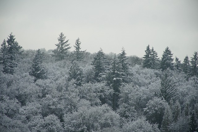 Wald Winter Natur - Kostenloses Foto auf Pixabay - Pixabay