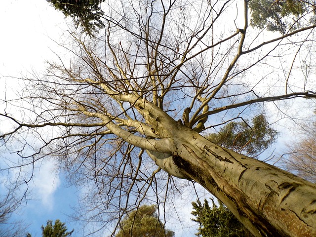 Árbol Árboles Trees - Foto gratis en Pixabay