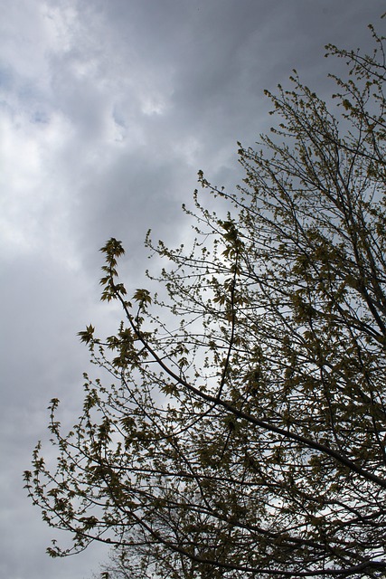 Ciel Gris Arbre Neige - Photo gratuite sur Pixabay - Pixabay