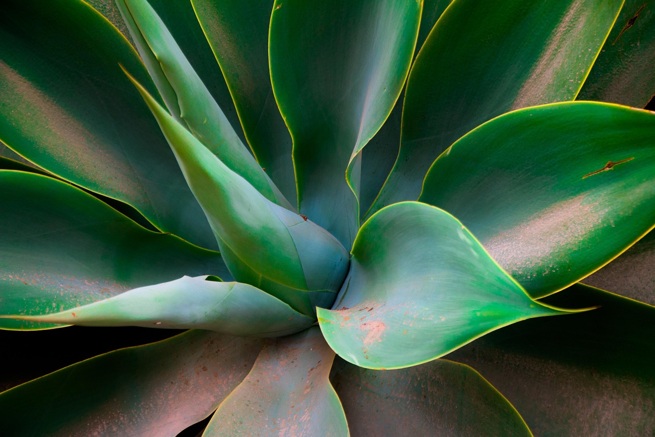 La Nature Cactus Plante - Photo gratuite sur Pixabay - Pixabay