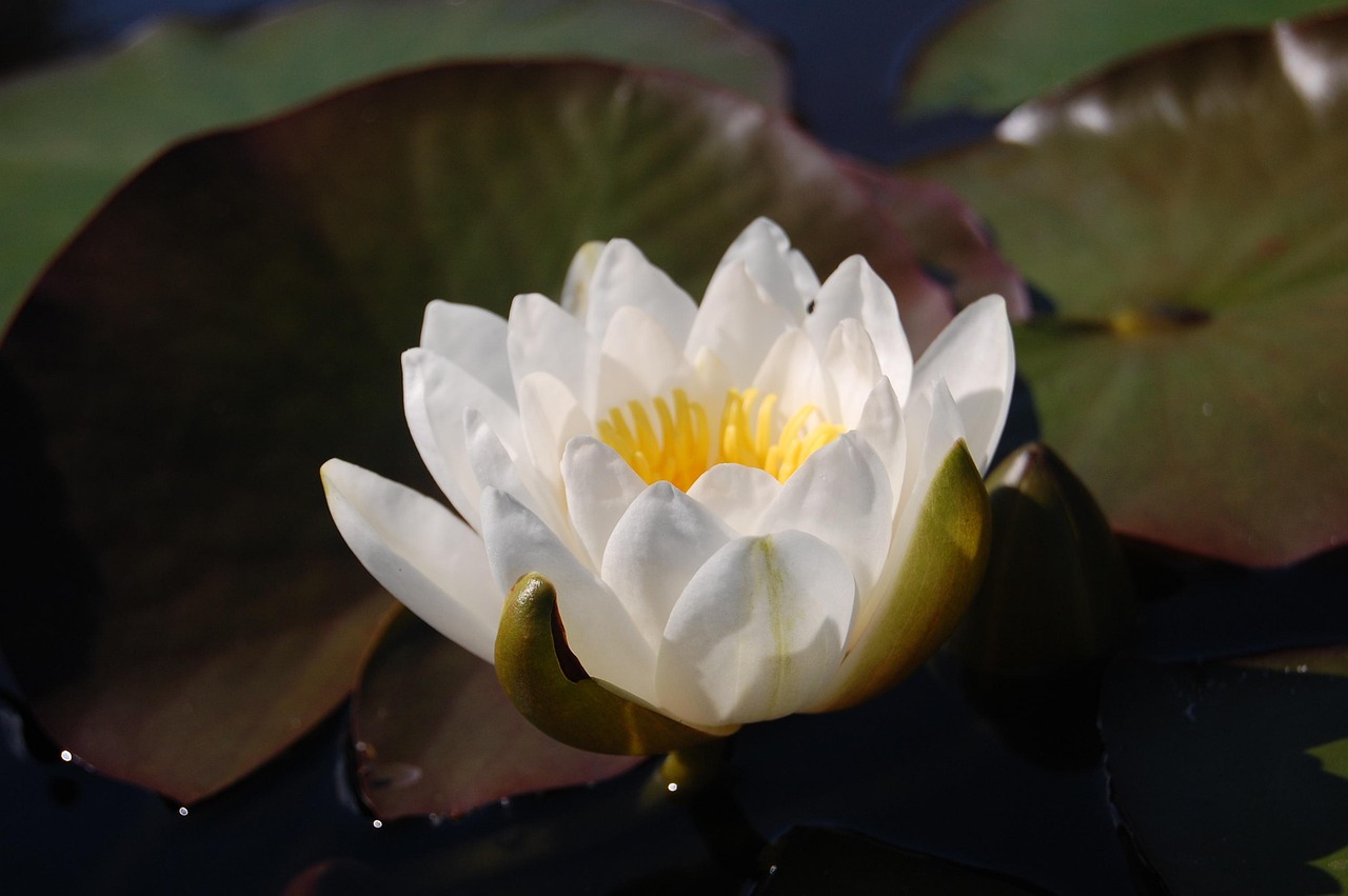Bunga Lili Air Teratai - Foto gratis di Pixabay - Pixabay
