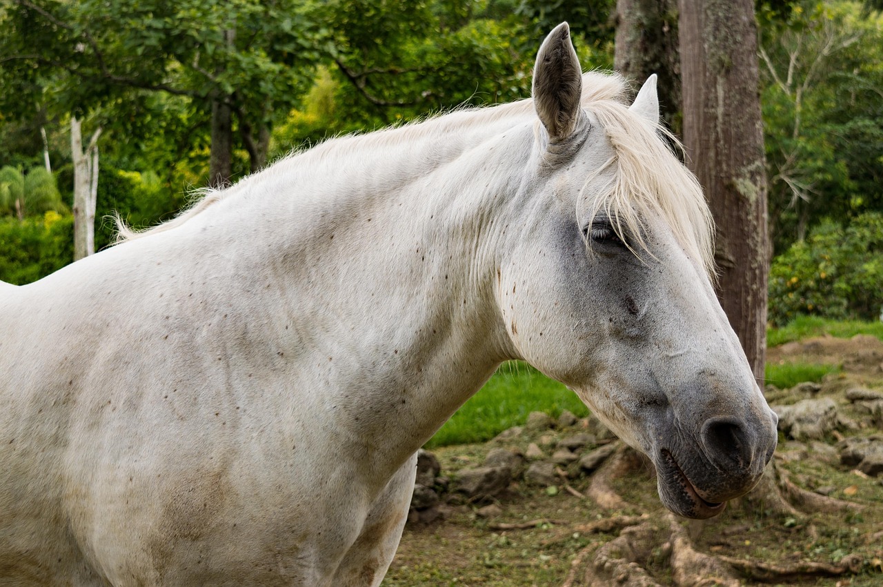 Horse Animal Head - Free photo on Pixabay - Pixabay