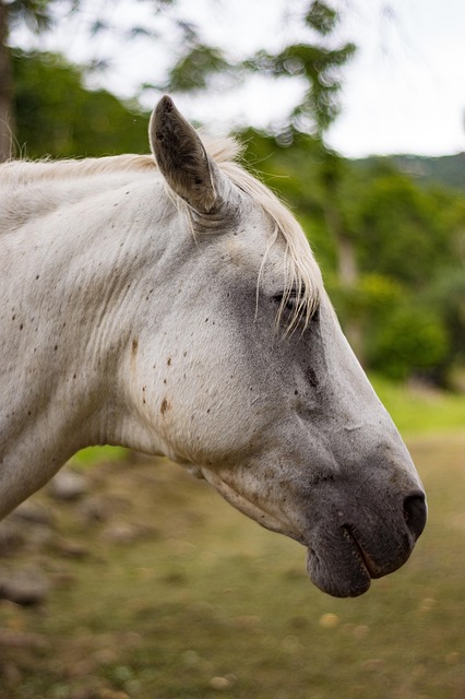 Cheval Animal Étalon - Photo gratuite sur Pixabay - Pixabay