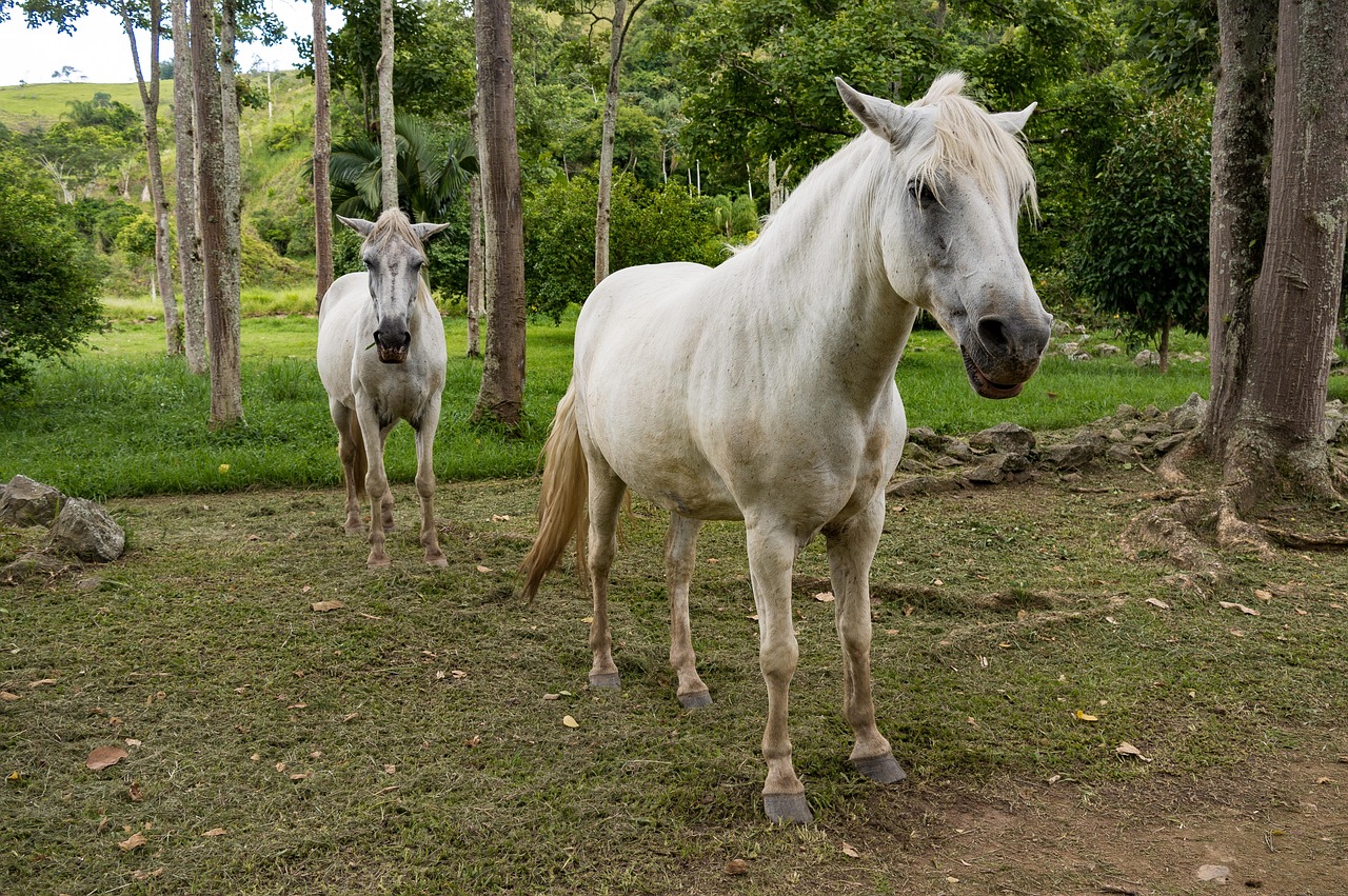 Les Chevaux Animaux Des Arbres - Photo gratuite sur Pixabay - Pixabay