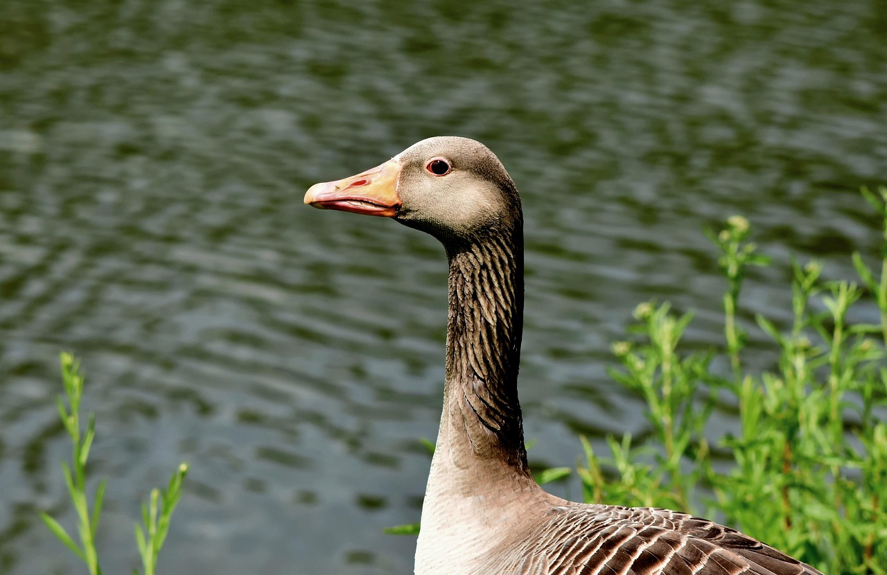 Goose Greylag Bird Water - Free photo on Pixabay