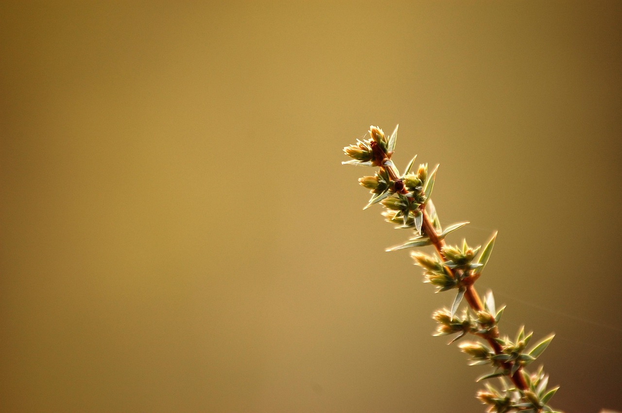 Wacholder Zweig Pflanze - Kostenloses Foto auf Pixabay - Pixabay