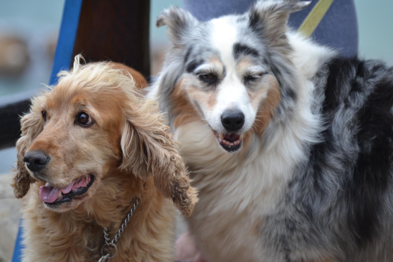Dogs Spaniel - Free photo on Pixabay - Pixabay