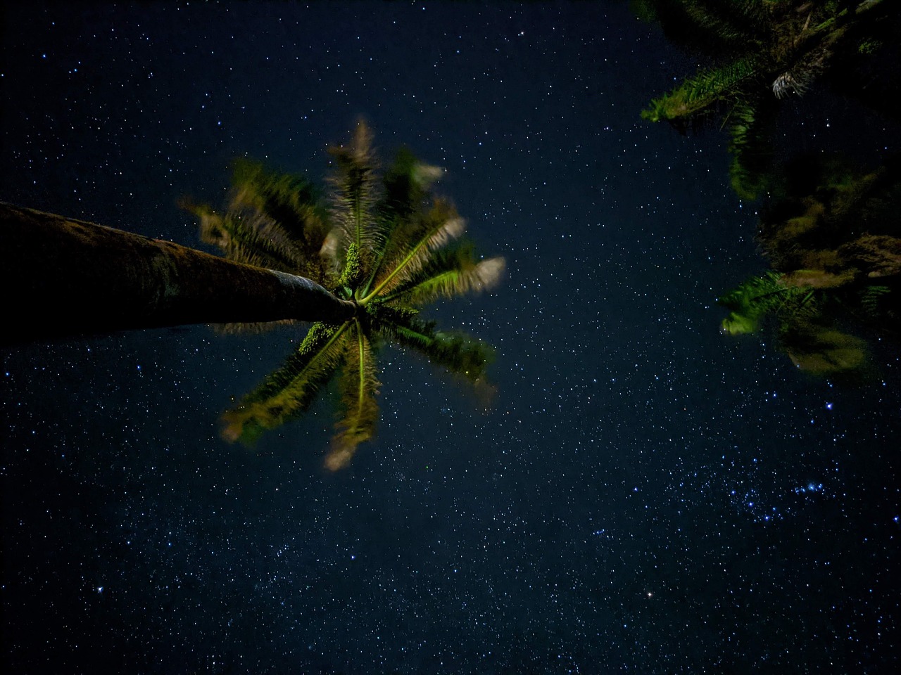 Stars Palm Tree Sky - Free photo on Pixabay - Pixabay