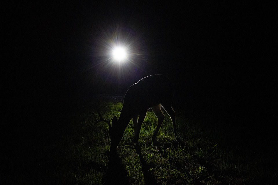 Deer Night Animal - Free photo on Pixabay - Pixabay