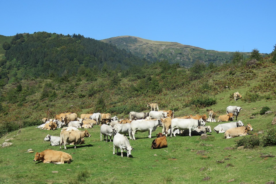 Nature Vaches Pyrénées - Photo gratuite sur Pixabay - Pixabay