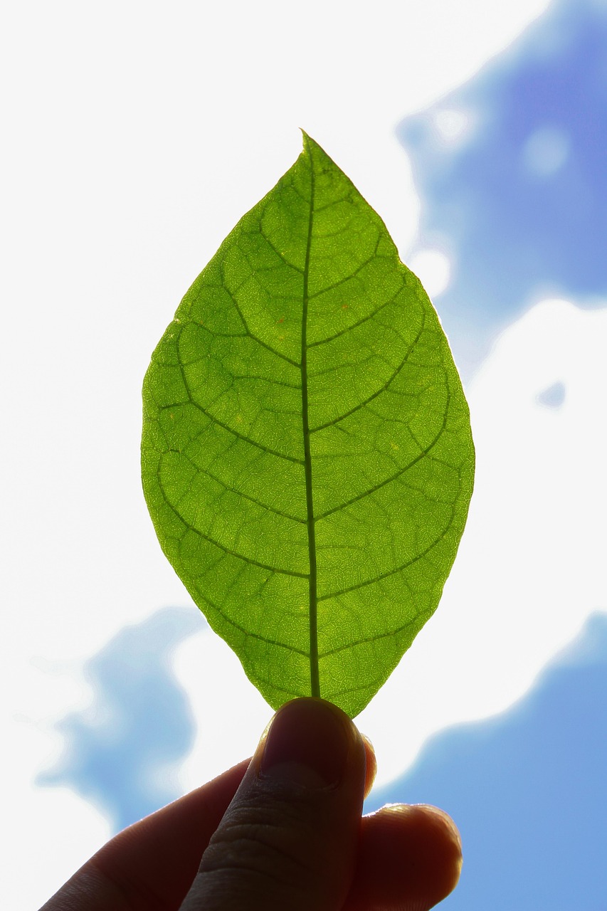 Feuille La Nature - Photo gratuite sur Pixabay - Pixabay