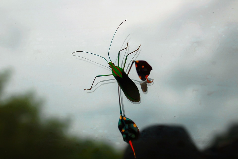 Insecte La Nature Faune - Photo gratuite sur Pixabay - Pixabay