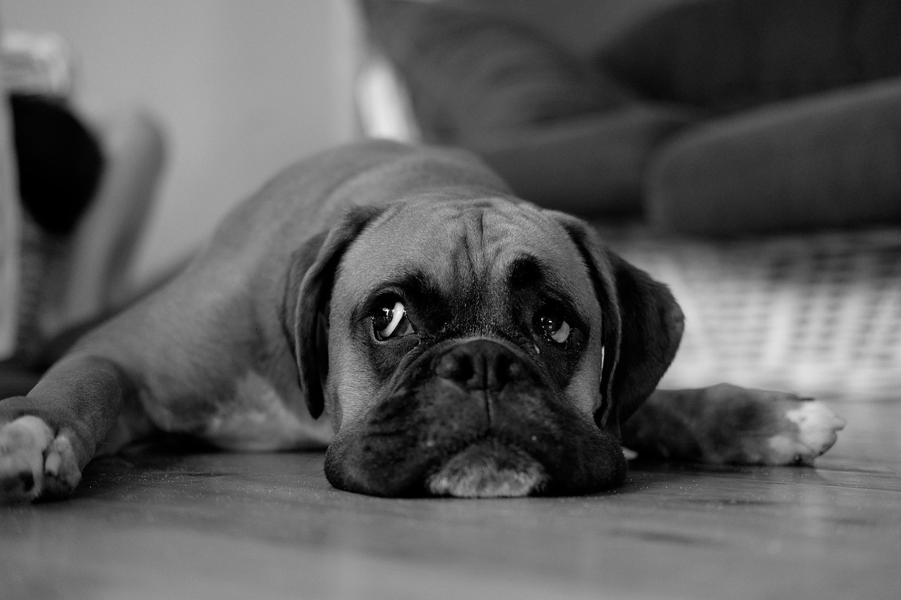 Dog Boxer Pet - Free photo on Pixabay
