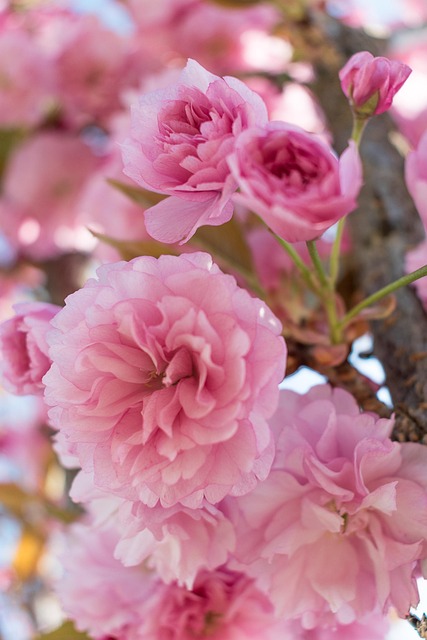 3,000+ Peony Pictures & Images [HD] - Pixabay