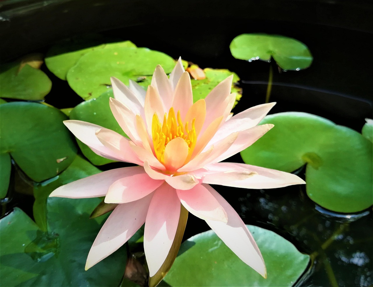 Lotus Taiwan Flower - Free photo on Pixabay - Pixabay