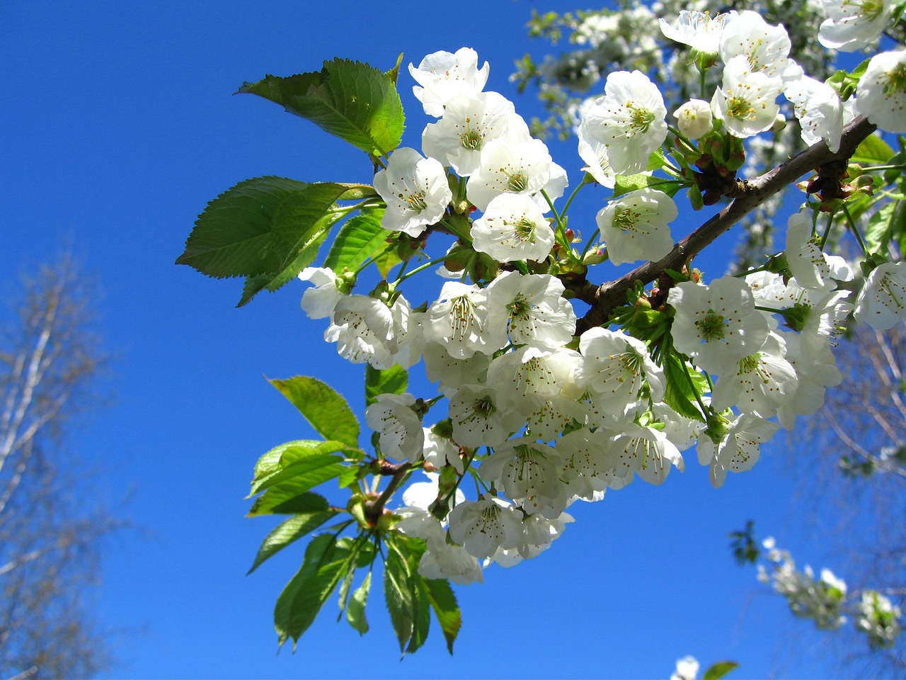 Primavera Flor De Cerezo Rama - Foto gratis en Pixabay - Pixabay