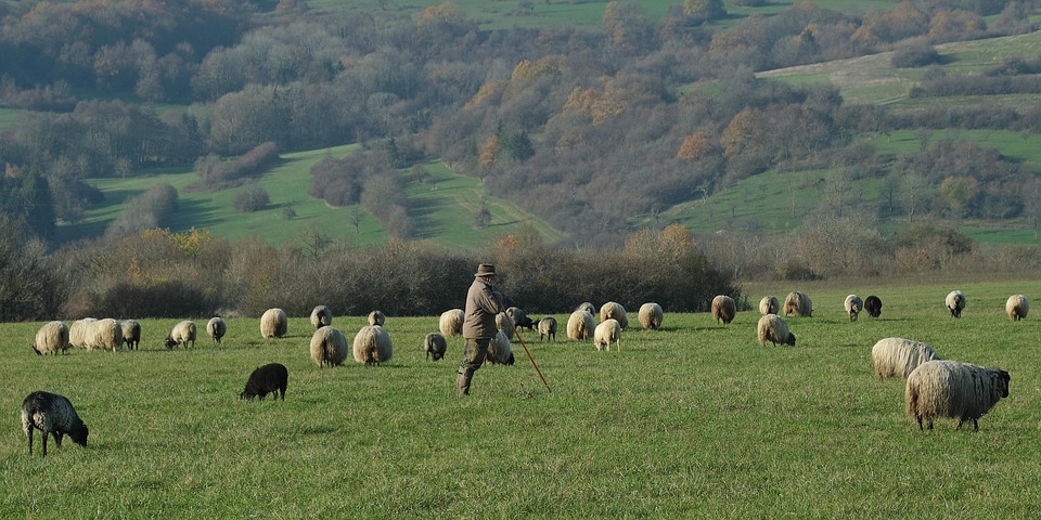 Hirte Schäfer Schafe - Kostenloses Foto auf Pixabay - Pixabay