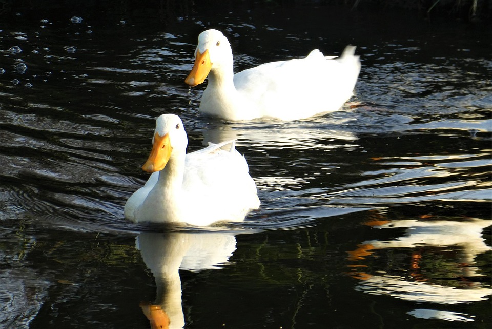 Das Weiß Der Enten Ente Spiegel - Kostenloses Foto auf Pixabay
