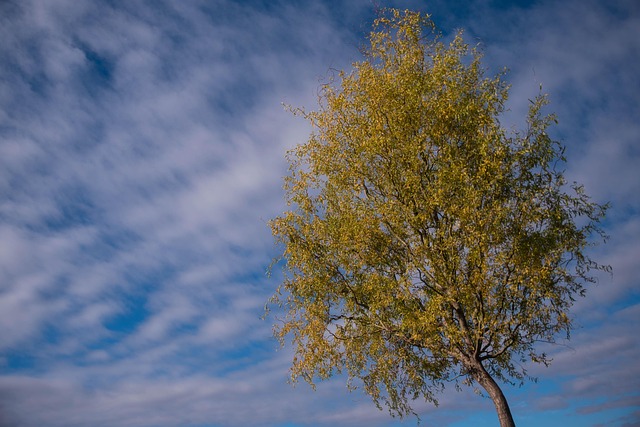 Arbre Ciel Des Nuages - Photo gratuite sur Pixabay - Pixabay