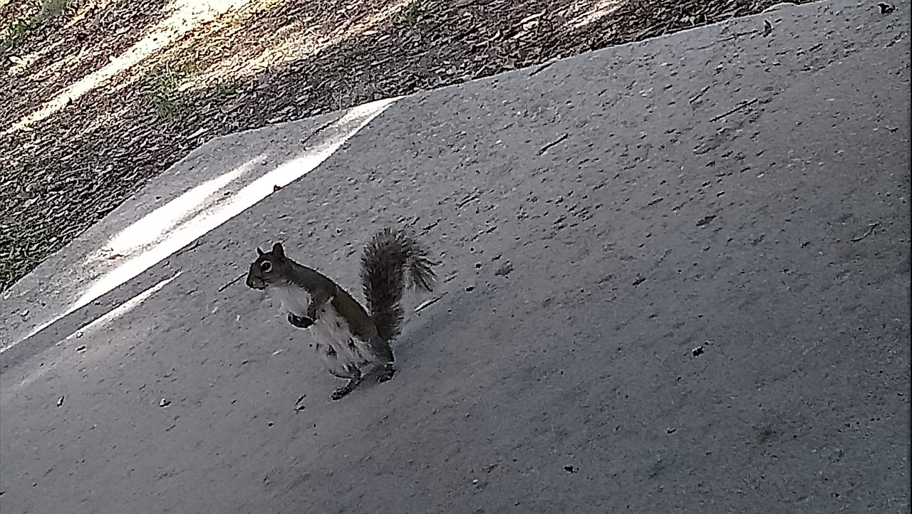 Squirrel Animal - Free photo on Pixabay - Pixabay