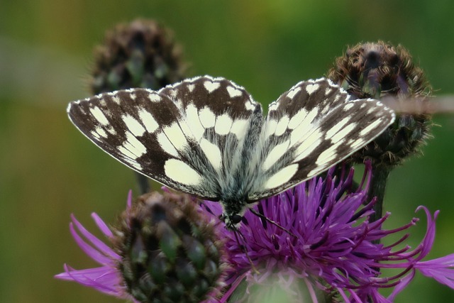 Checkerboard Butterfly Nature - Free photo on Pixabay - Pixabay