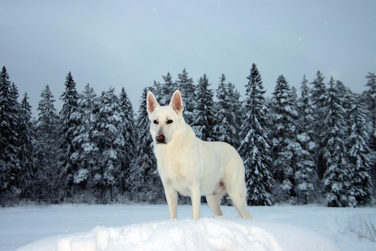 Weißer Schäferhund Hund Weiß - Kostenloses Foto auf Pixabay