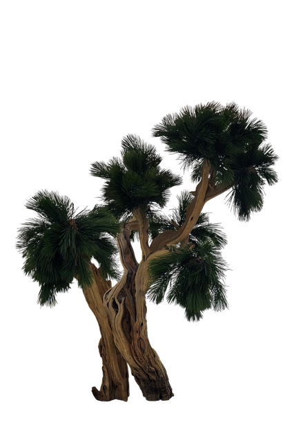 40,000+ Free Bonzai Tree & Tree Images - Pixabay