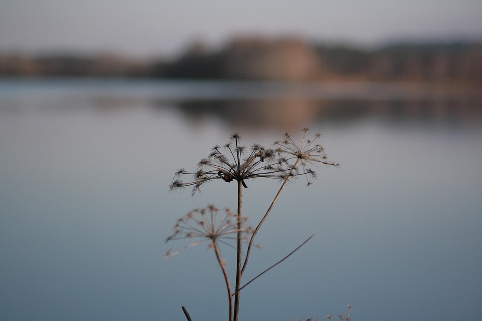 See Pflanze Spiegelung - Kostenloses Foto auf Pixabay - Pixabay