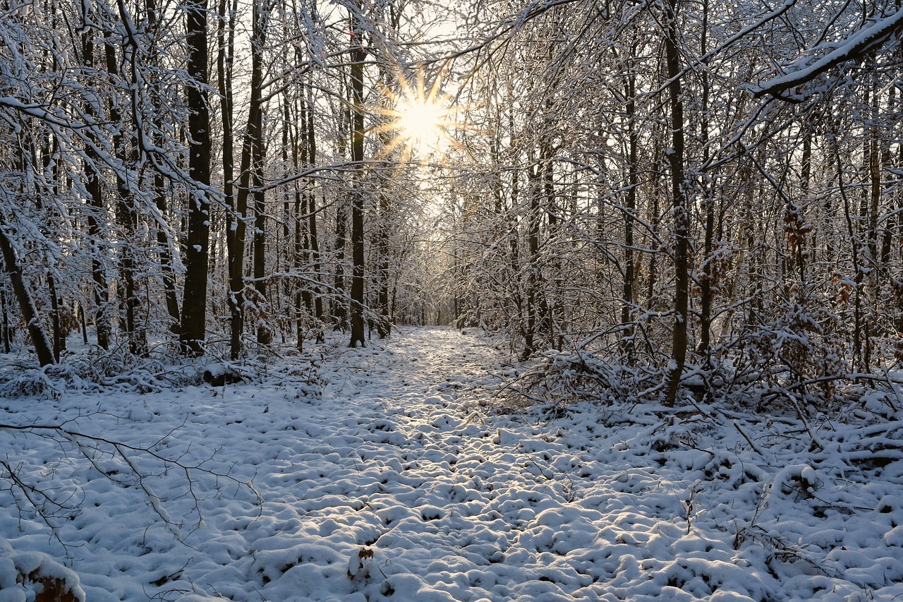 Winter Landscape Snow - Free photo on Pixabay - Pixabay