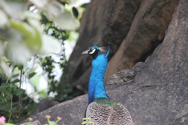 Paon Nature Oiseau - Photo gratuite sur Pixabay - Pixabay