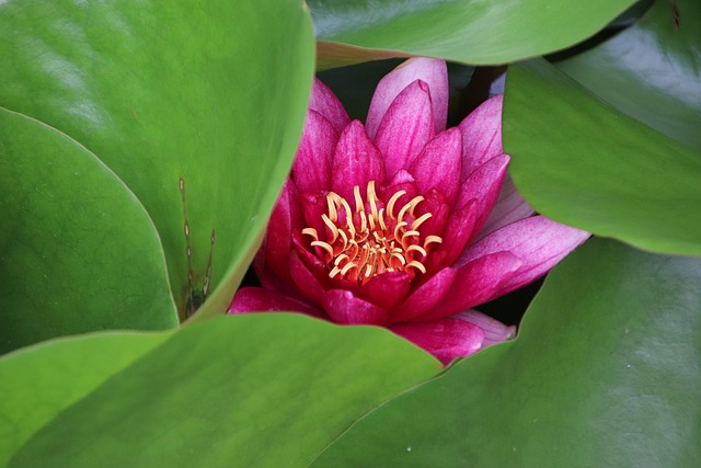 Loto Flor Planta Lirio De - Foto gratis en Pixabay - Pixabay