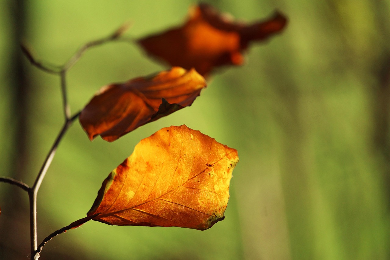Leaves Branch Fall - Free photo on Pixabay