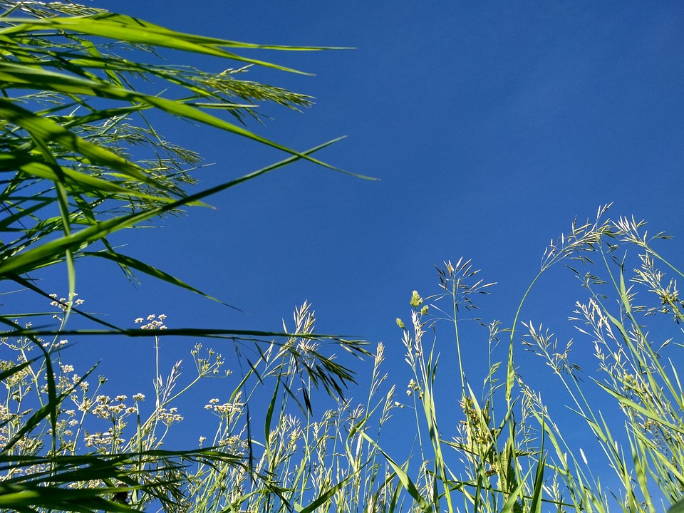 Herbe Ciel L'Été - Photo gratuite sur Pixabay - Pixabay