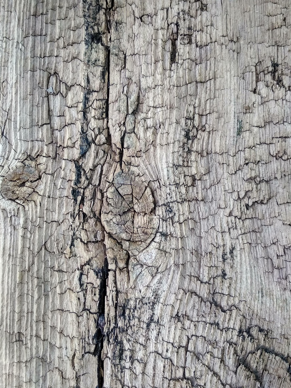 Textura Árvore Plano De Fundo - Foto gratuita no Pixabay - Pixabay