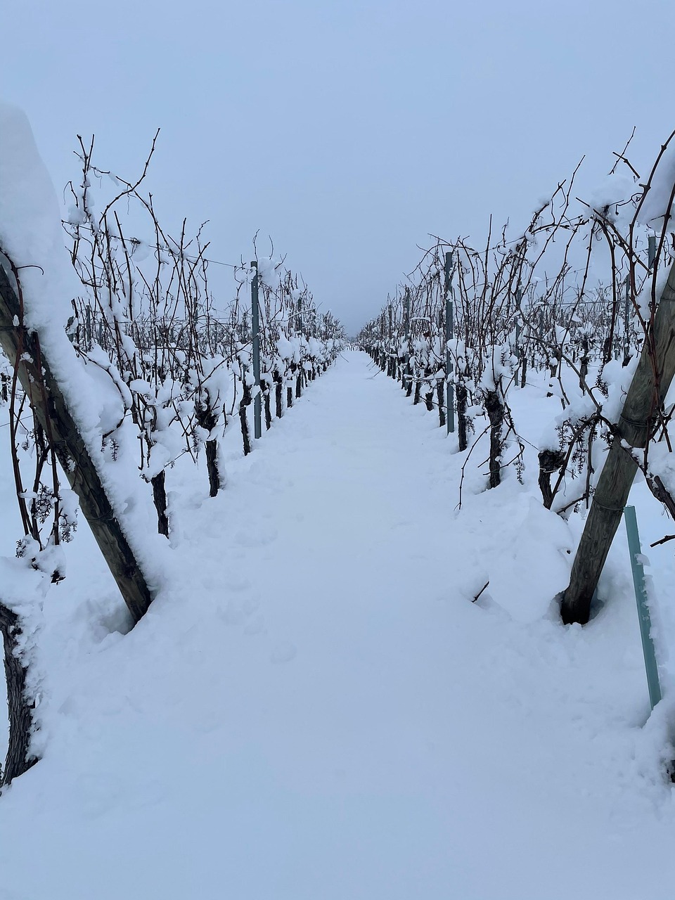 Cold Vines Snow - Free photo on Pixabay - Pixabay