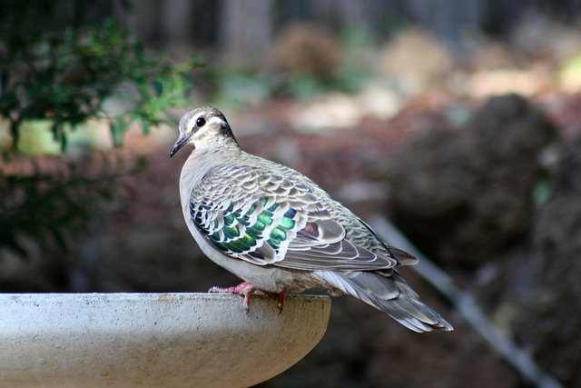 Common Bronzewing Pigeon Female - Free photo on Pixabay - Pixabay