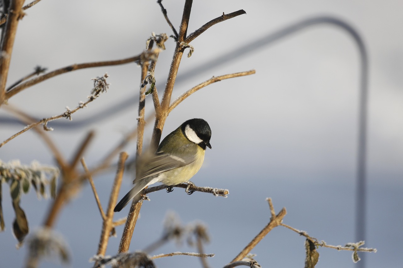 Great Tit Bird Branch - Free photo on Pixabay