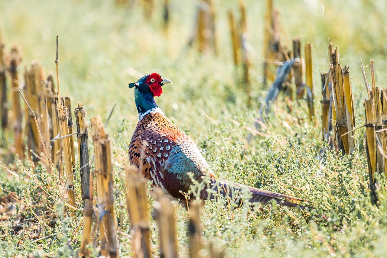 Pheasant Bird Farm - Free photo on Pixabay