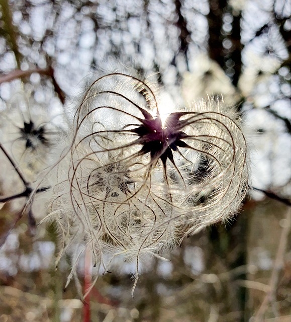 Heart Messed Up Plant - Free photo on Pixabay