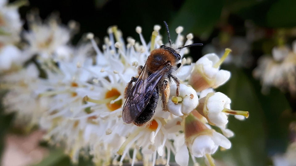 Bee Flower Insect - Free photo on Pixabay - Pixabay