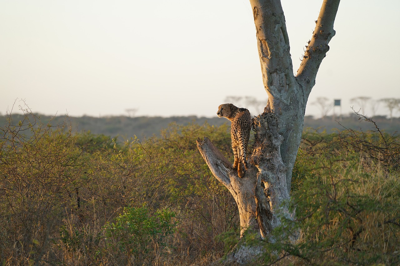 Jachtluipaard Afrika Safari - Gratis foto op Pixabay - Pixabay