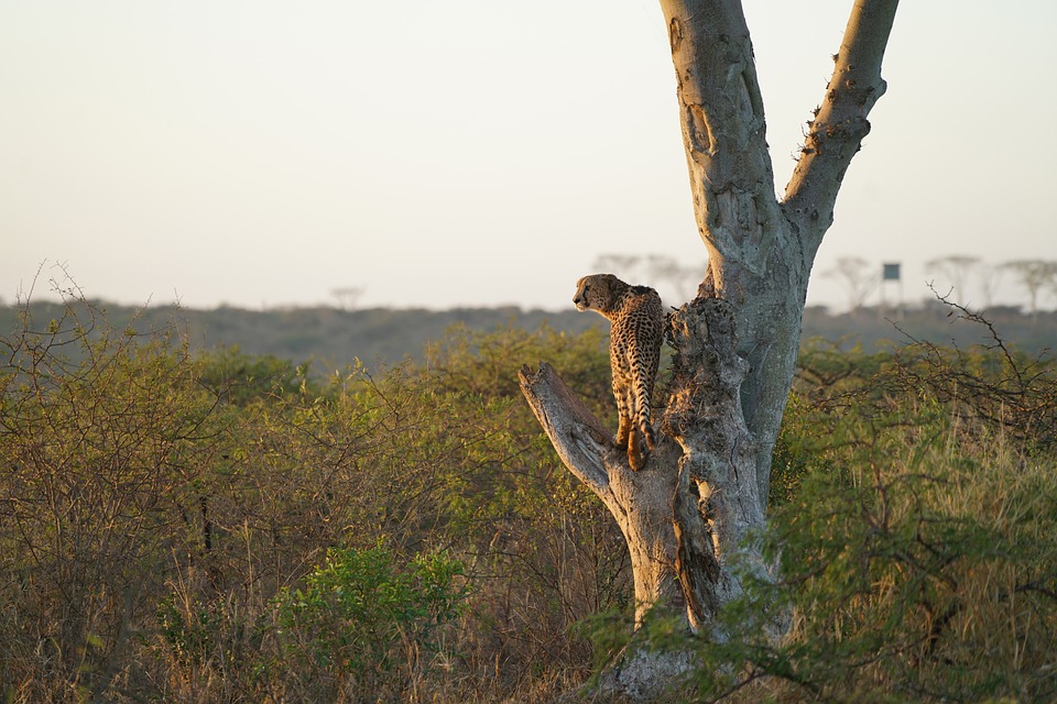 Cheetah Africa Safari - Free photo on Pixabay
