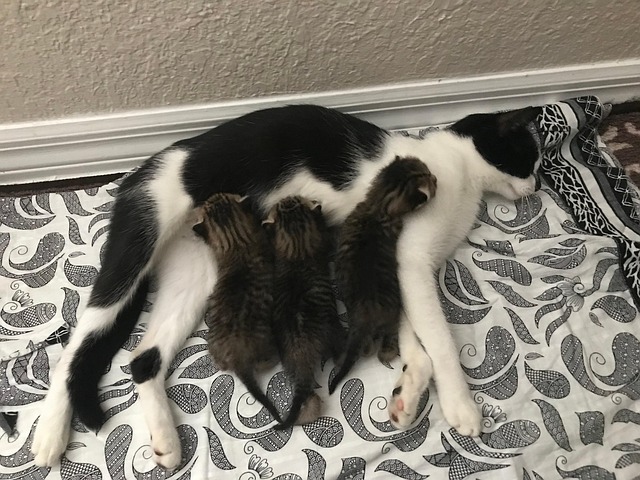 Mama Anak Kucing Manis - Foto gratis di Pixabay