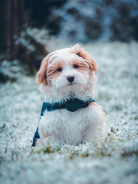 Havanese Dog Puppy - Free photo on Pixabay
