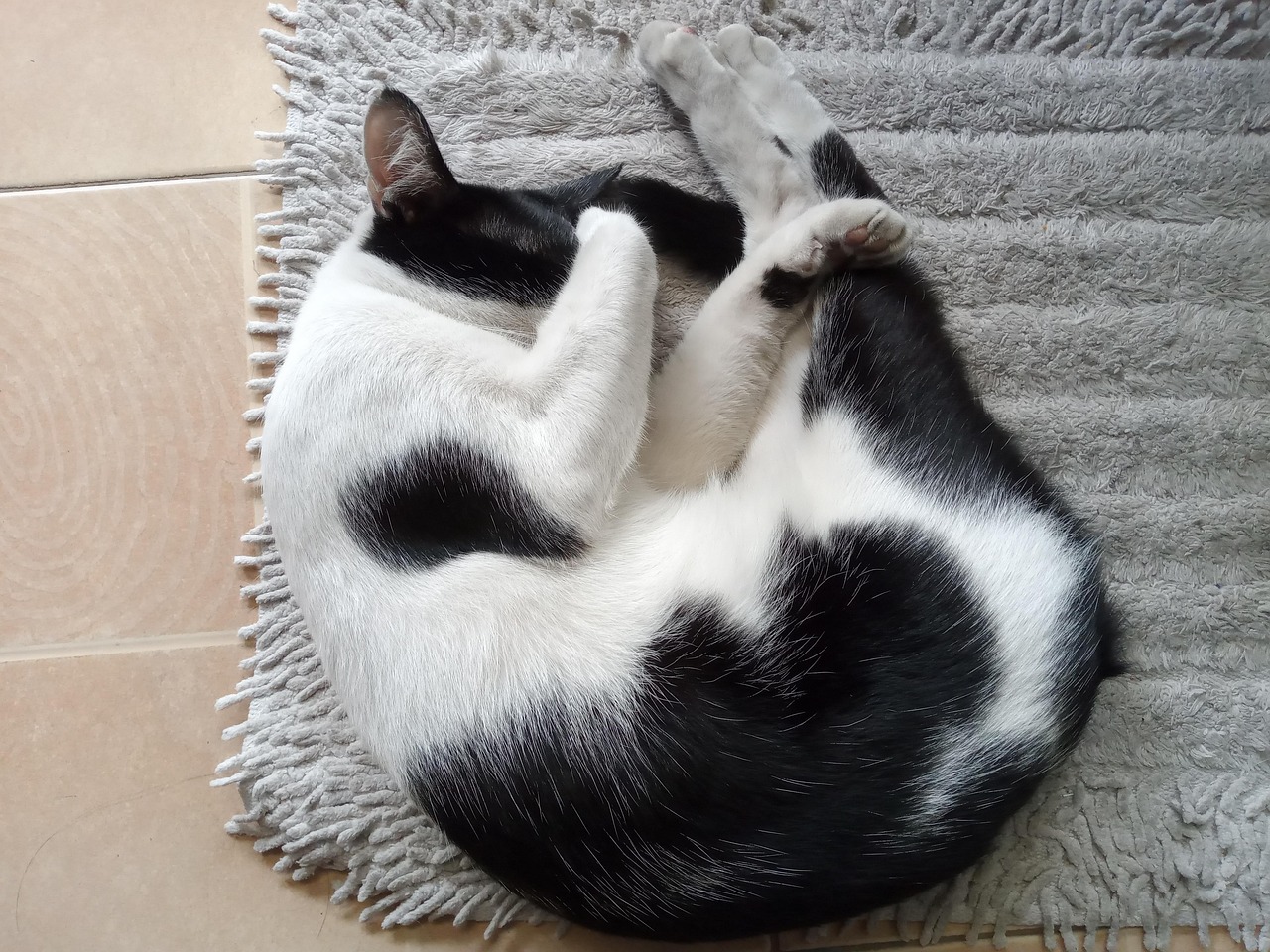 Cat Sleep Rest - Free photo on Pixabay