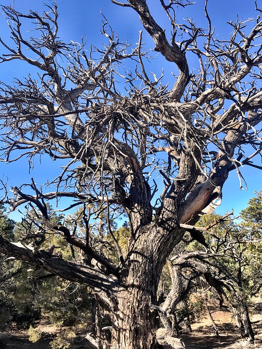 Dead Tree - Free photo on Pixabay - Pixabay