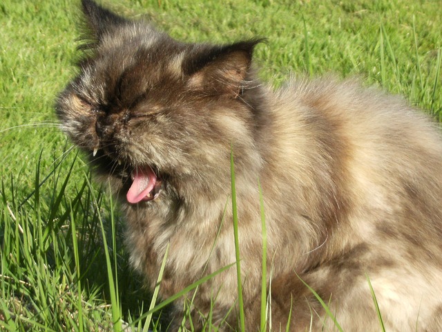 Gato Persas Animal Doméstico - Foto gratuita no Pixabay - Pixabay