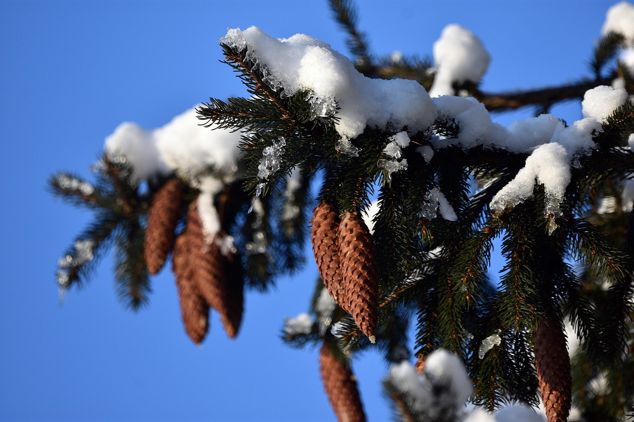 Cones Winter Pine Cone - Free photo on Pixabay - Pixabay